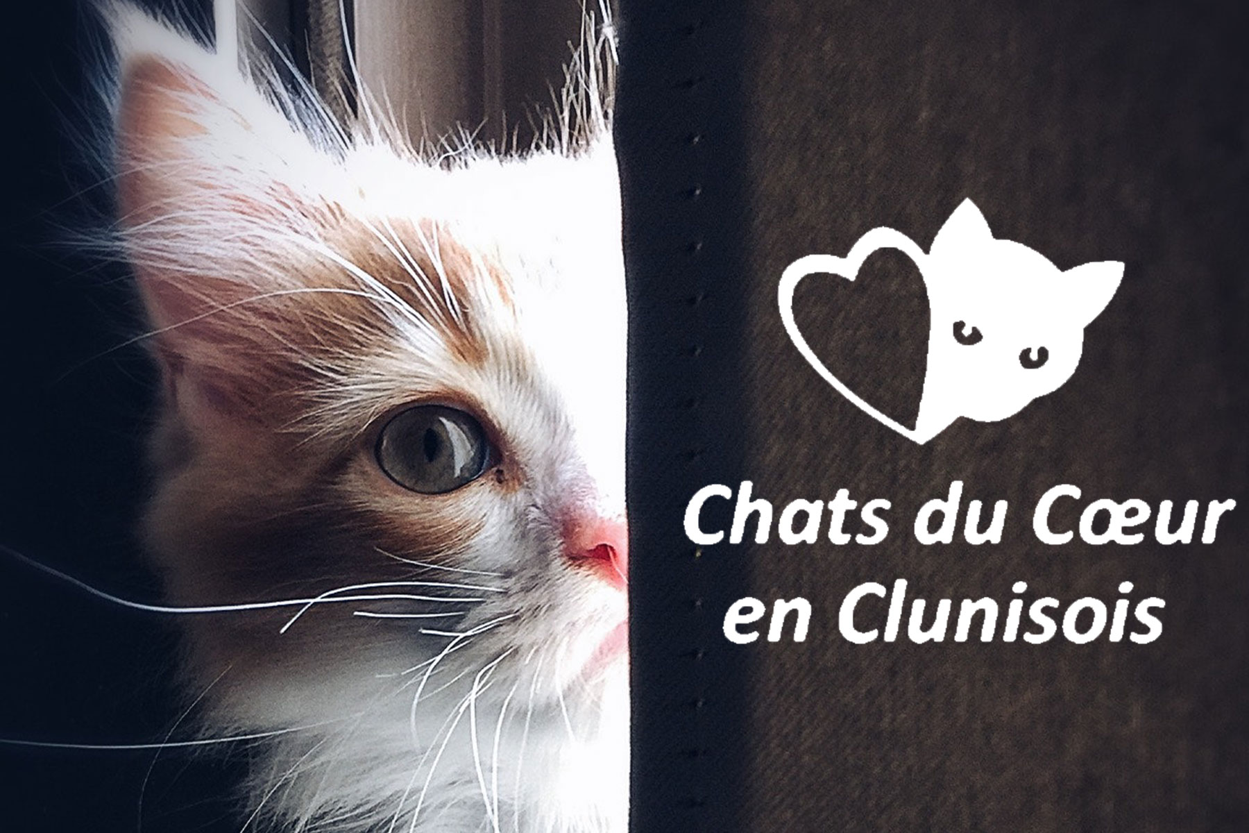 Les Chats du Coeur en Clunisois – Communauté de communes du Clunisois
